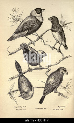 'Our Canaries' is a comprehensive guide to the care and breeding of ...
