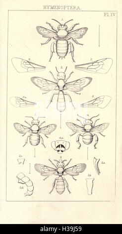 This catalogue lists British Hymenoptera species held in the British ...