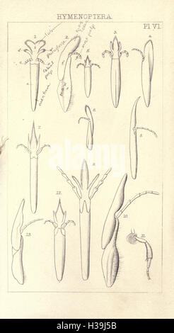 This catalog details the British Hymenoptera collection housed in the ...