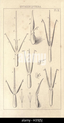This catalog details the British Hymenoptera collection housed in the ...