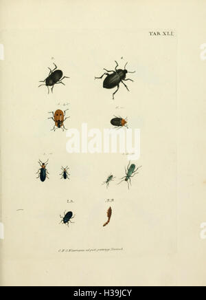 This catalog provides a systematic classification of beetles, detailing ...