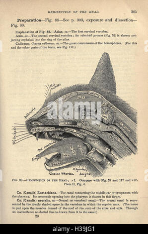 This work explores the anatomical structure of the domestic cat, using ...