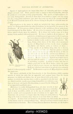 This page presents information on the Coleoptera order of insects ...
