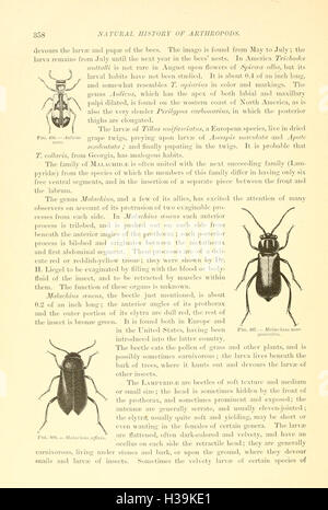 This work covers the order Coleoptera, also known as beetles, providing ...