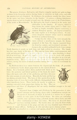 A detailed examination of Coleoptera species, their classification, and ...
