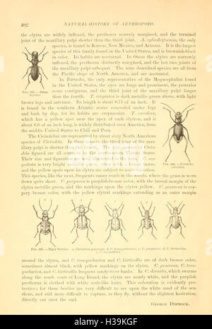 This page details the Coleoptera, the order of beetles, outlining ...