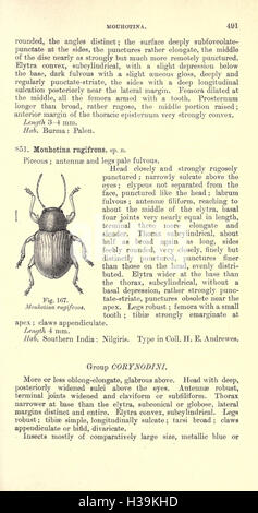 A detailed study of Coleoptera, the order of beetles, covering various ...