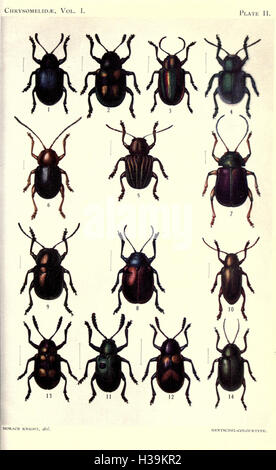 This page provides an overview of the Coleoptera order of insects ...