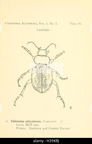 This work illustrates various species of Coleoptera, providing detailed ...