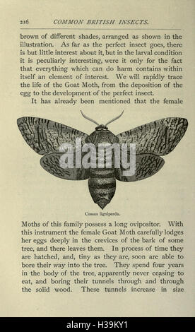 Common British insects selected from the typical beetles, moths, and ...