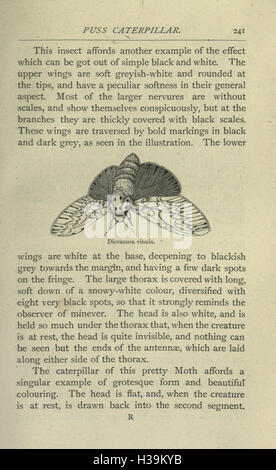 This page features common British insects, including beetles, moths ...