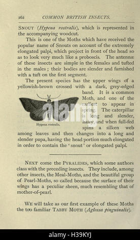A comprehensive guide on British moth species and their life cycle ...