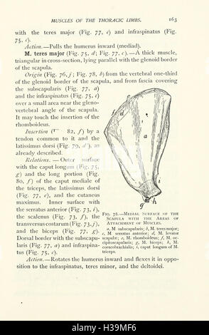 A detailed study of the anatomical structure of cats, with a focus on ...
