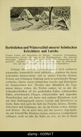 The life cycle of native amphibians and reptiles is explored in this ...