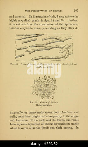 This work examines the early stages of life on Earth, focusing on the ...