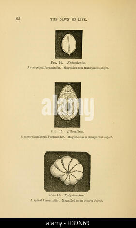 This work explores the creation and development of Earth and its life ...