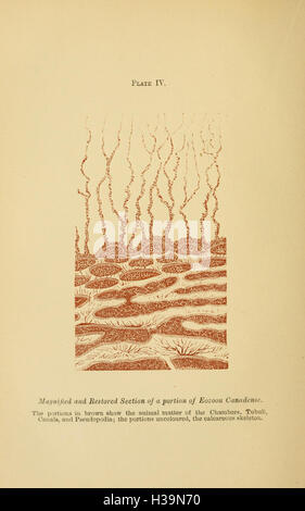 This plate illustrates key stages of evolution, showing the transition ...