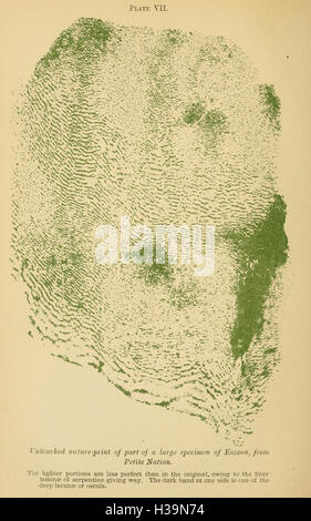 This plate illustrates the early stages of life, showing the emergence ...