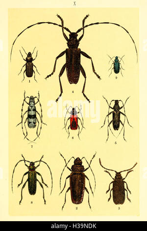 This study focuses on the ecological role, behavioral patterns, and ...