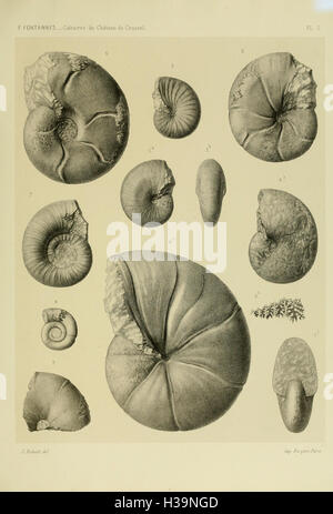 This page provides a detailed description of ammonites found in the ...
