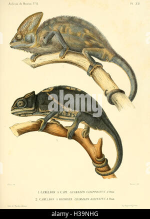 This study describes newly discovered reptile and stegocephalian ...
