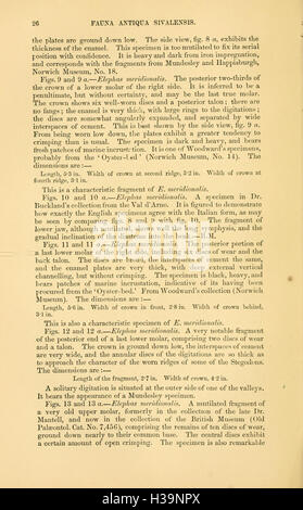 This work describes the illustrations of ancient fauna from the Sivalik ...
