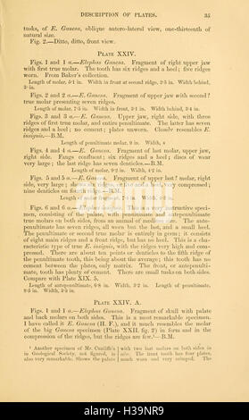A detailed description of the plates illustrating the ancient fauna ...