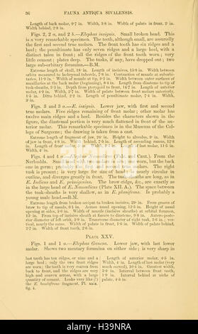 A detailed description of the plates illustrating the ancient fauna ...