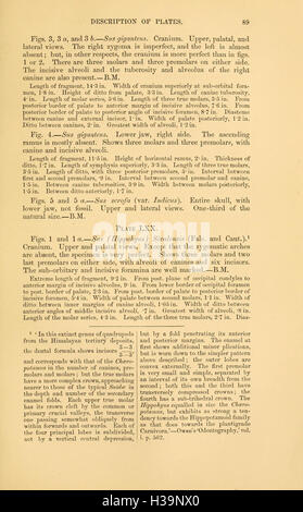 A detailed description of the plates illustrating the ancient fauna ...