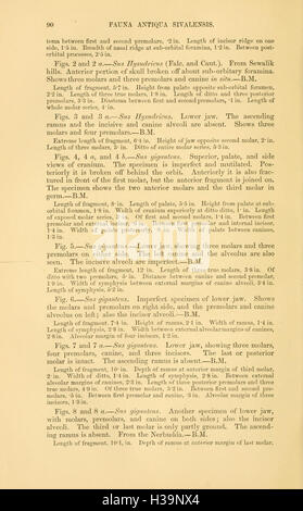 This description covers the fossil plates of the Fauna antiqua ...