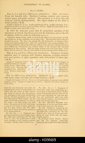An illustrated description of the plates showcasing the ancient fauna ...