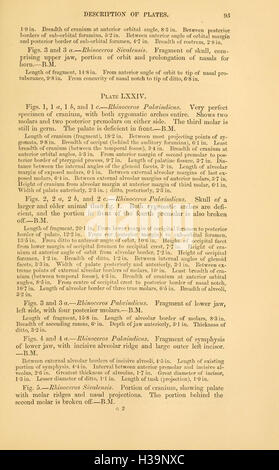 An illustration-based description of the fossil fauna from the ...