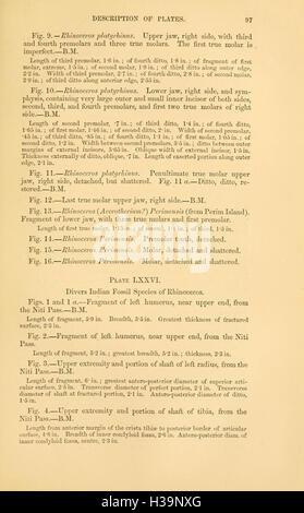 A description of the fossilized plates of ancient fauna from the ...