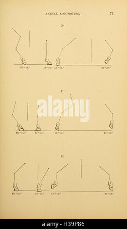 A study on animal locomotion, examining the various modes of movement ...
