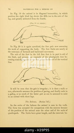A study on animal locomotion, examining the movement patterns, anatomy ...