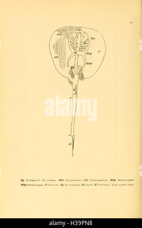 This work on the Eocene sharks from Monte Bolca provides detailed ...