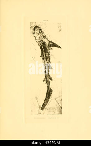 Prehistoric sharks, illustration Stock Photo - Alamy