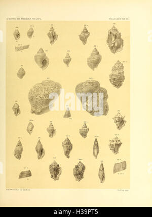 This work examines the fossil mollusks found on Java, presenting a ...