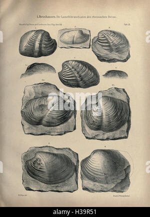 This work by L. Beushausen examines the Lamellibranch mollusks of the ...