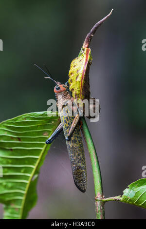 A red winged grasshopper Stock Photo - Alamy
