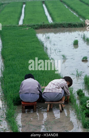 Chinese commune workers transplanting rice seedlings in puddled and ...