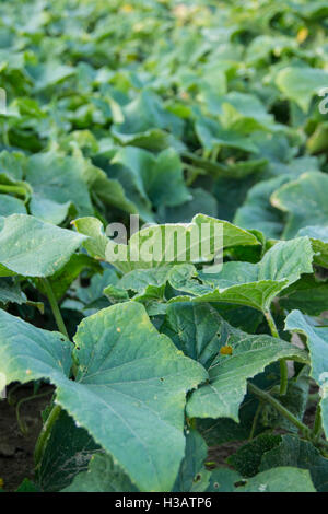 Green plant grow up on cracked stone Stock Photo - Alamy