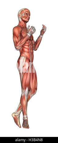 3D rendering of a male figure with muscle maps isolated on white ...