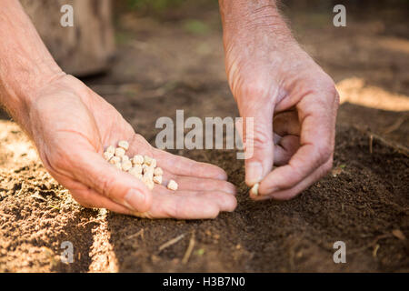 Cropped gardener hand dropping seeds on dirt at garden Stock Photo ...