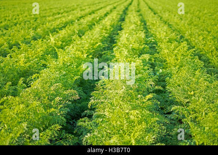 Raw Organic Orange Carrots Ready to Cook Stock Photo - Alamy