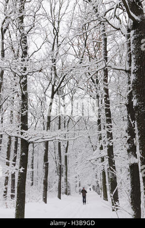 Dresden: snowy forest, cross country skier, Germany, Sachsen, Saxony ...