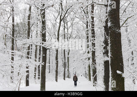 Dresden: snowy forest, cross country skier, Germany, Sachsen, Saxony ...