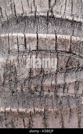 background coconut tree and plank wood, coconut palm tree background ...
