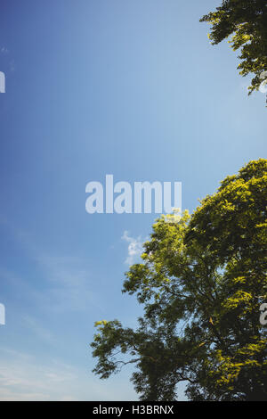 View of sky and trees Stock Photo - Alamy