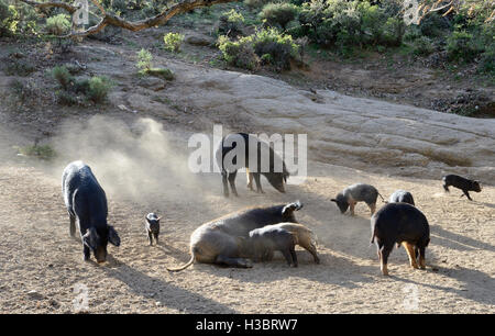 Corsican pigs on the mountain slope Stock Photo - Alamy